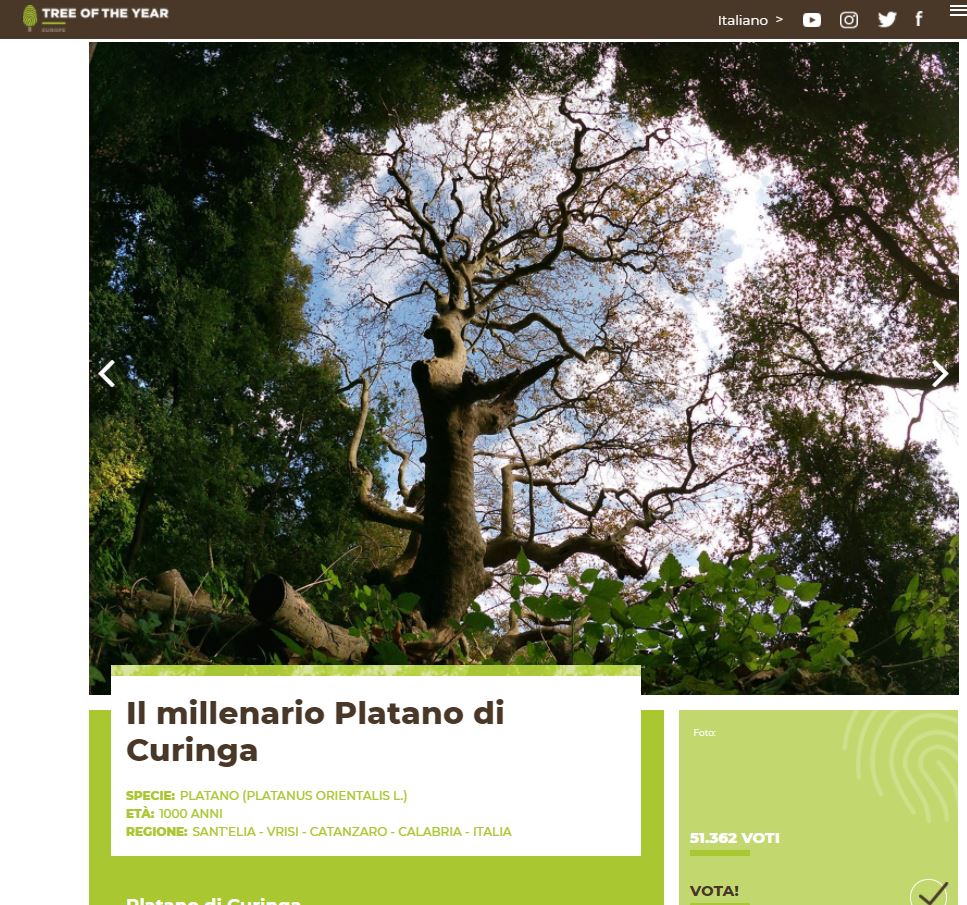 Il millenario Platano di Curinga (Calabria) in gara per il premio "l ...
